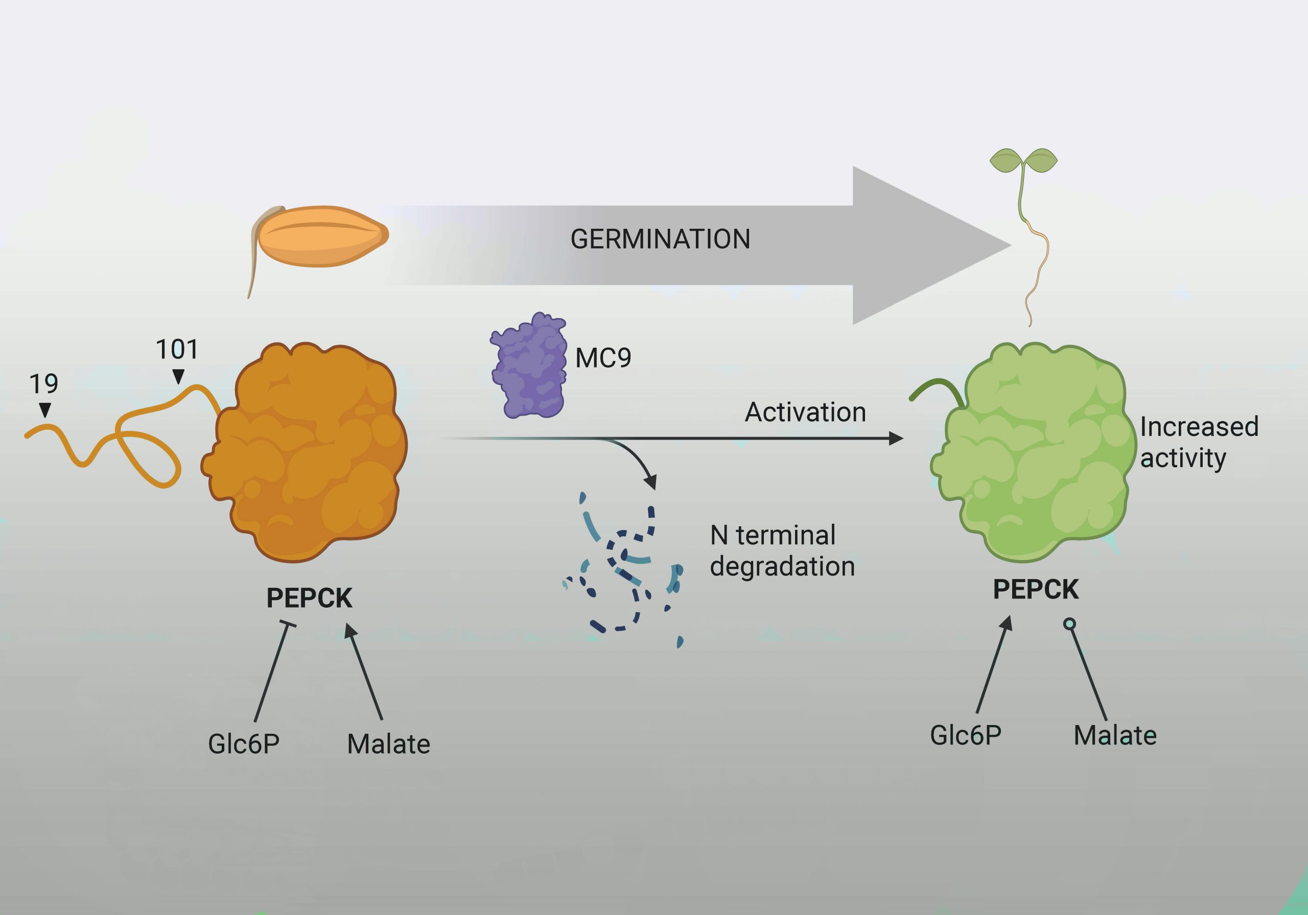 Investigadores del IAL estudian la actividad de una enzima clave